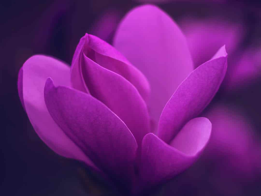 Probate - Vanmark Estate Planning